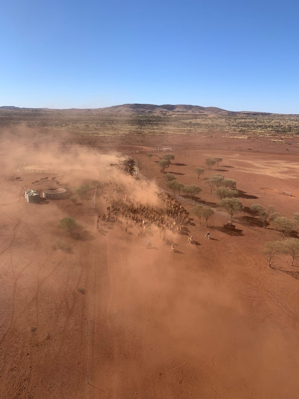 Mustering | Orange Helicopters